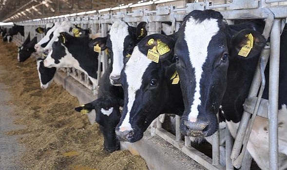 KAYHAN AİLESİ'NİN SÜT ÇİFTLİĞİNİ KAHVE DÜNYASI ALDI - Ekonomi - Erhan ...